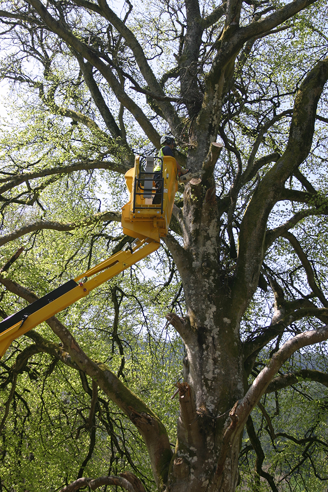 Use MEWPs Safely in Tree Care - Industry News | Lift and Hoist ...